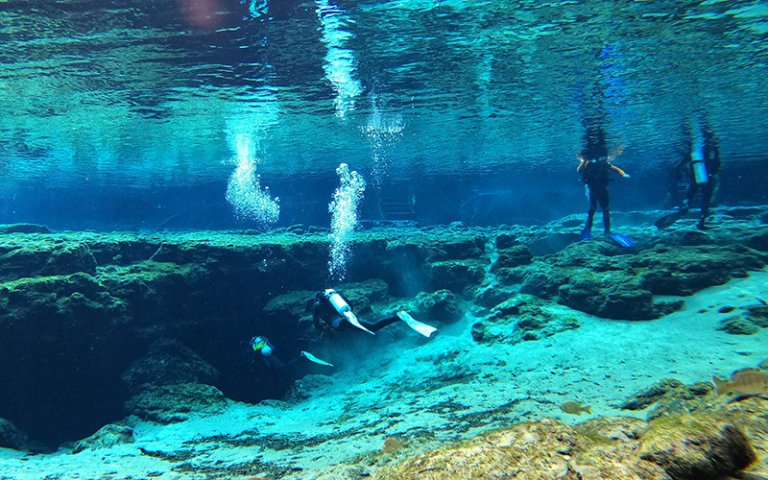 Freshwater Springs - Visit Gainesville